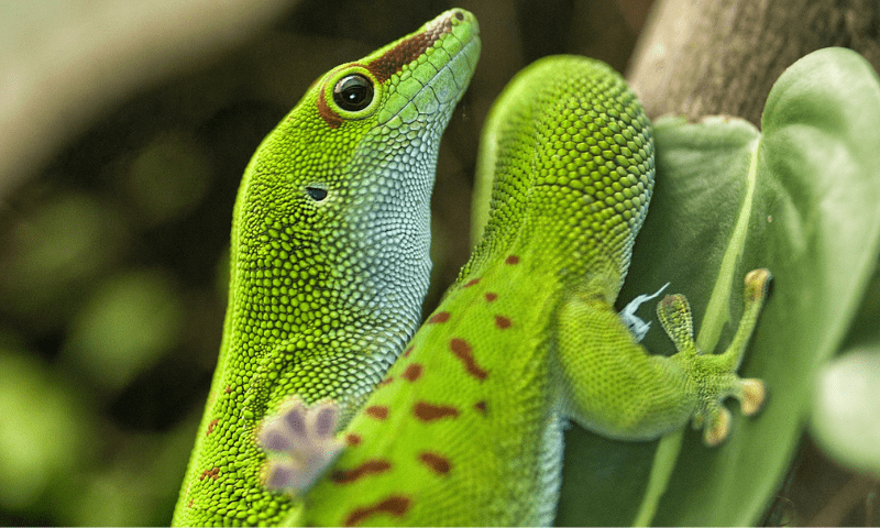Vendita gechi leopardini, ciliatus e altri | TERRAQUA
