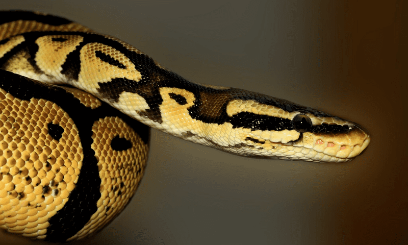 Vendita serpenti online | TERRAQUA