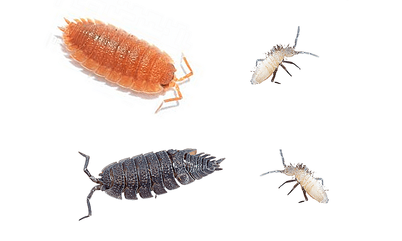 Vendita Insetti da pasto per rettili ed esotici | TERRAQUA