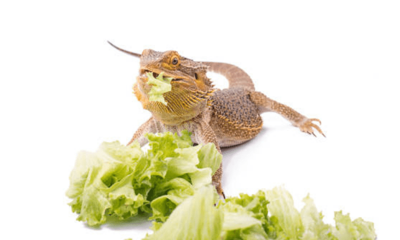 Alimenti e mangimi per rettili, anfibi e invertebrati | TERRAQUA